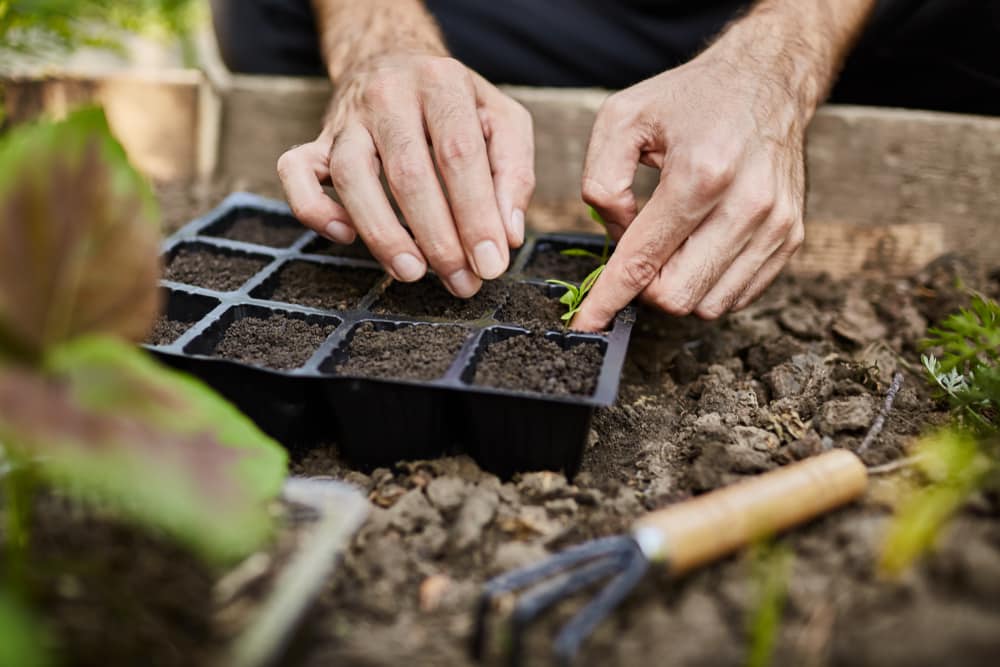 Do You Need Special Seeds For Microgreens Answered Farmer Grows