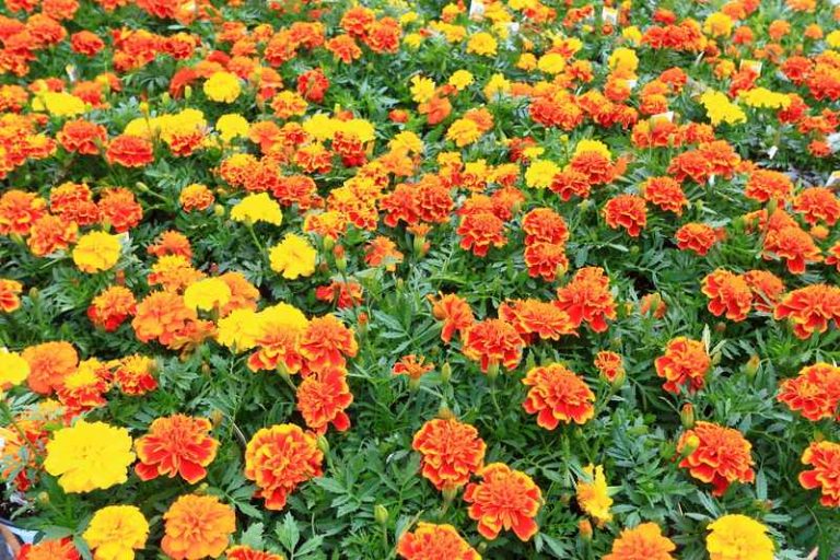 Why Are My Marigold Leaves Turning Purple? - Farmer Grows