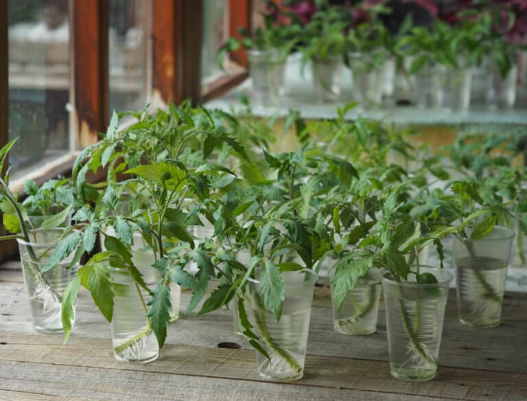 How To Fix Broken Seedling Stem? - Farmer Grows