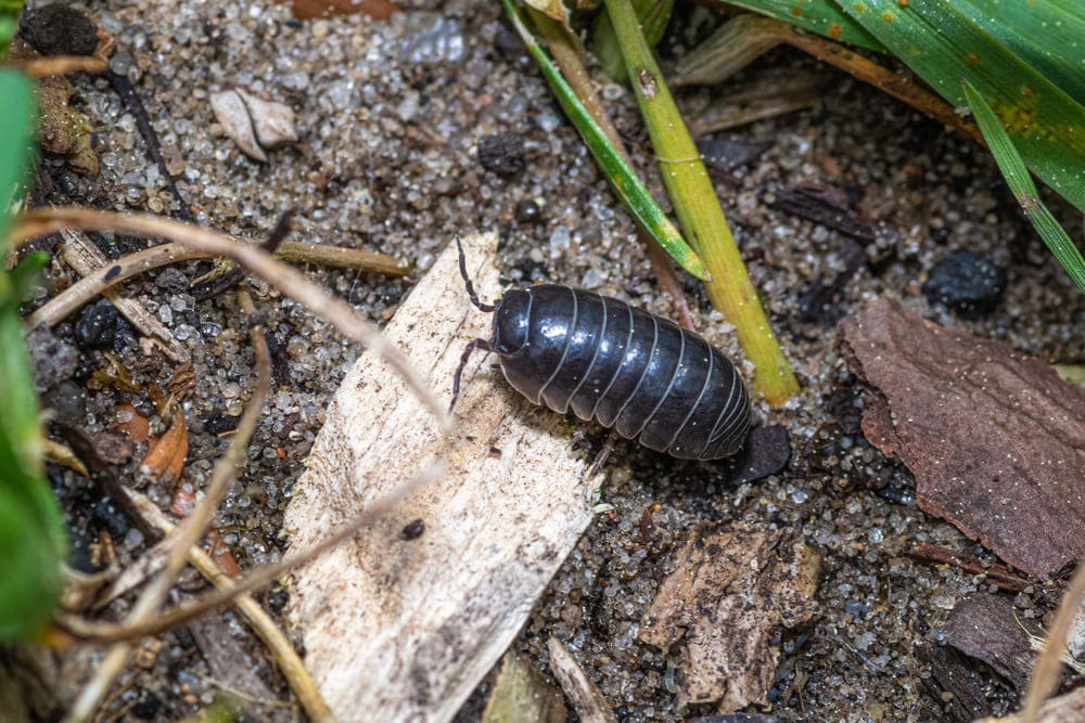 How Do You Get Rid Of Rollie Pollie Bugs Farmer Grows