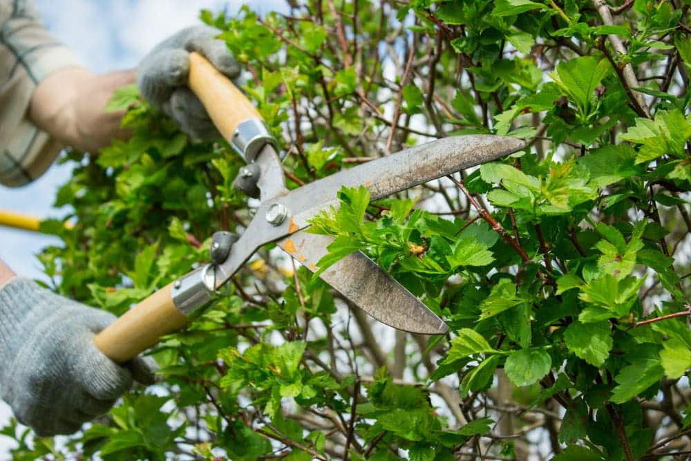How To Eliminate A Bush Explained Farmer Grows