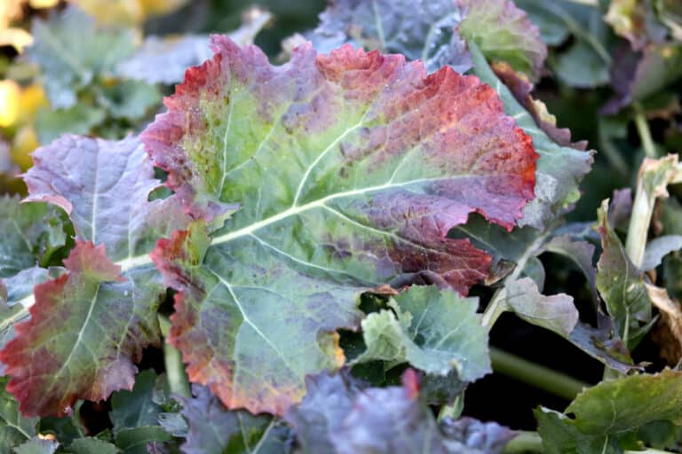 How To Fix Phosphorus Deficiency In Plants? (Answered) - Farmer Grows