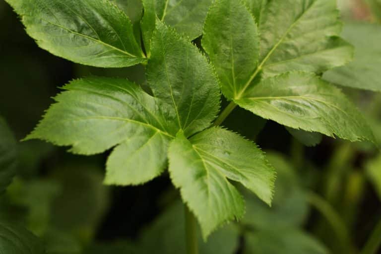 How To Grow Ashitaba From Cuttings? - Farmer Grows