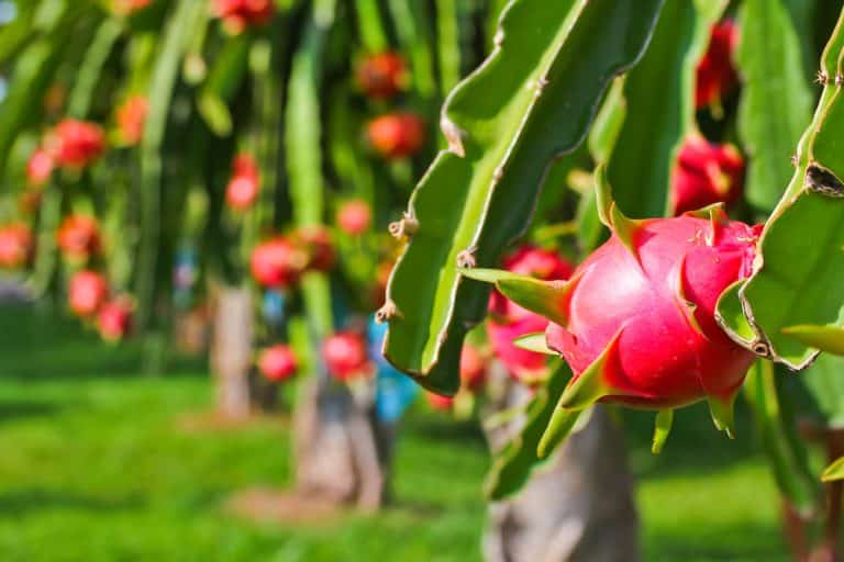 How To Support Dragon Fruit Plants? - Farmer Grows
