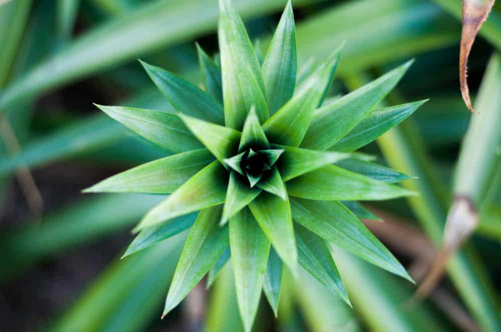 Why Are My Pineapple Leaves Turning Yellow Farmer Grows