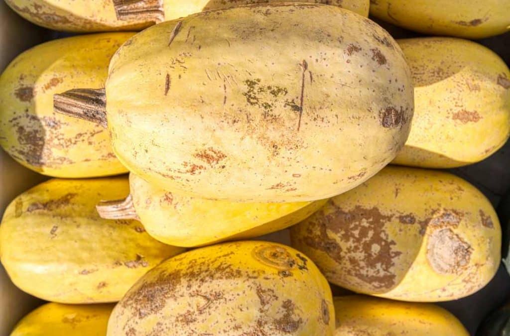 When Is Spaghetti Squash Ripe To Pick? (4 Signs) - Farmer Grows