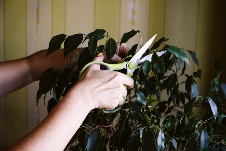 How To Prune Ficus Benjamina- 5 Great Tricks To Try - Farmer Grows