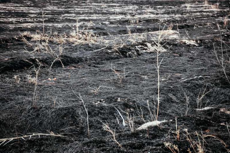 What Is The Slash And Burn Method? (Pros And Cons) - Farmer Grows