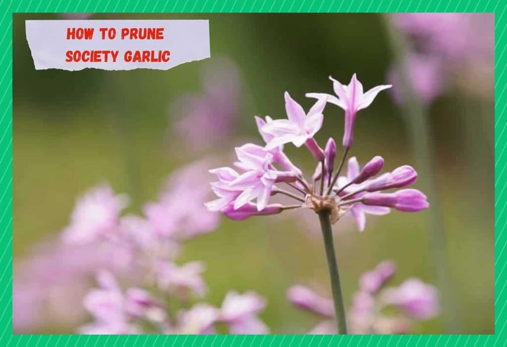 How To Prune Society Garlic In The Simplest Way - Farmer Grows