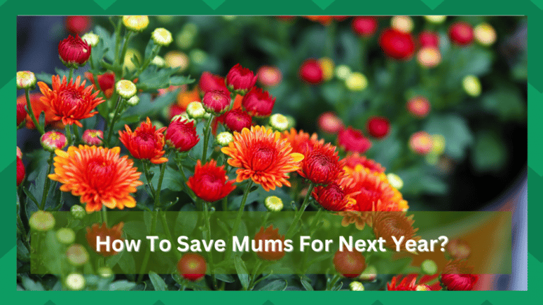 How To Save Mums For Next Year? 3 Tips To Know - Farmer Grows