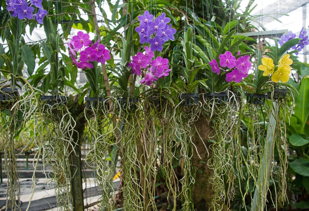 3 Reasons Why Orchid Roots Are Turning Brown - Farmer Grows