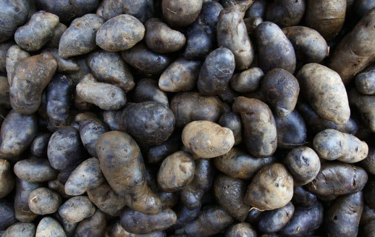 My Potato Turns Black- 5 Possible Reasons For This - Farmer Grows