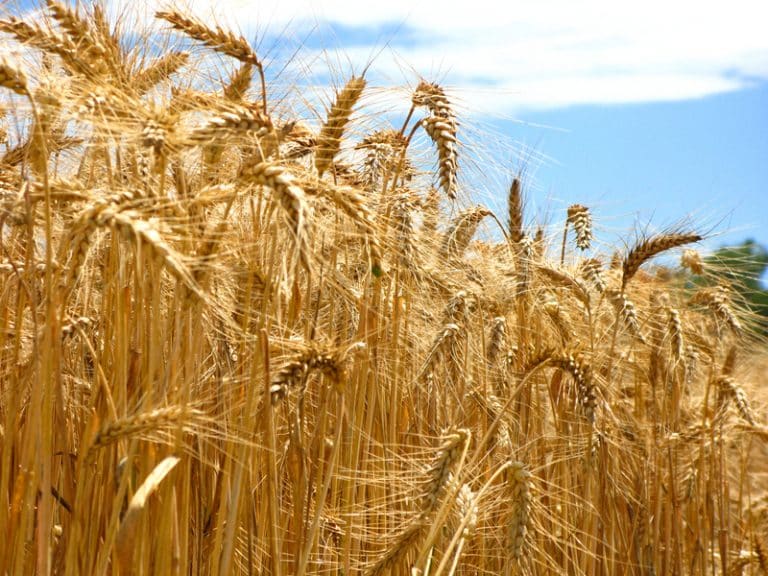 Rye Berries vs Rye Grain: What's The Difference - Farmer Grows