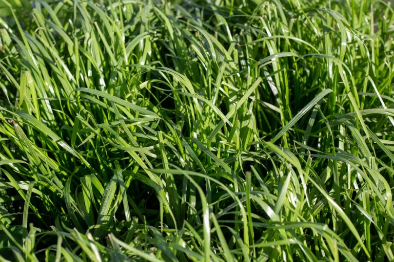 Ryegrass vs Rye Grain: What's The Difference - Farmer Grows