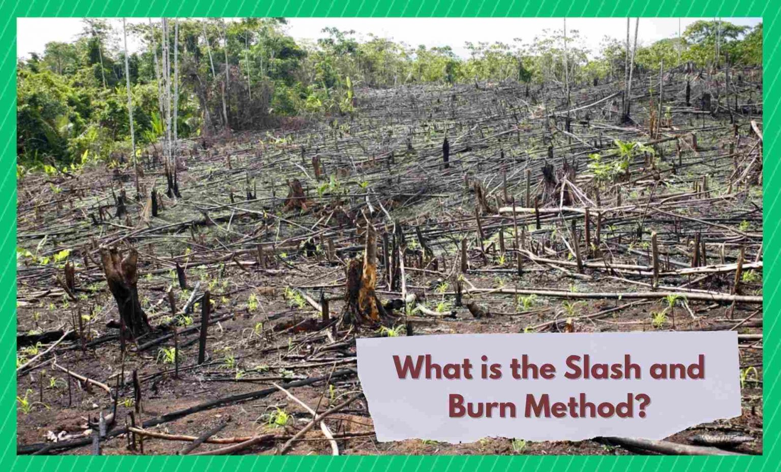 What Is The Slash And Burn Method? (Pros And Cons) - Farmer Grows