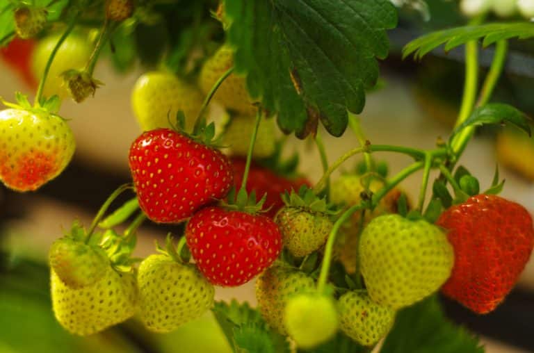 5 Potential Reasons Why Are Strawberries Small - Farmer Grows