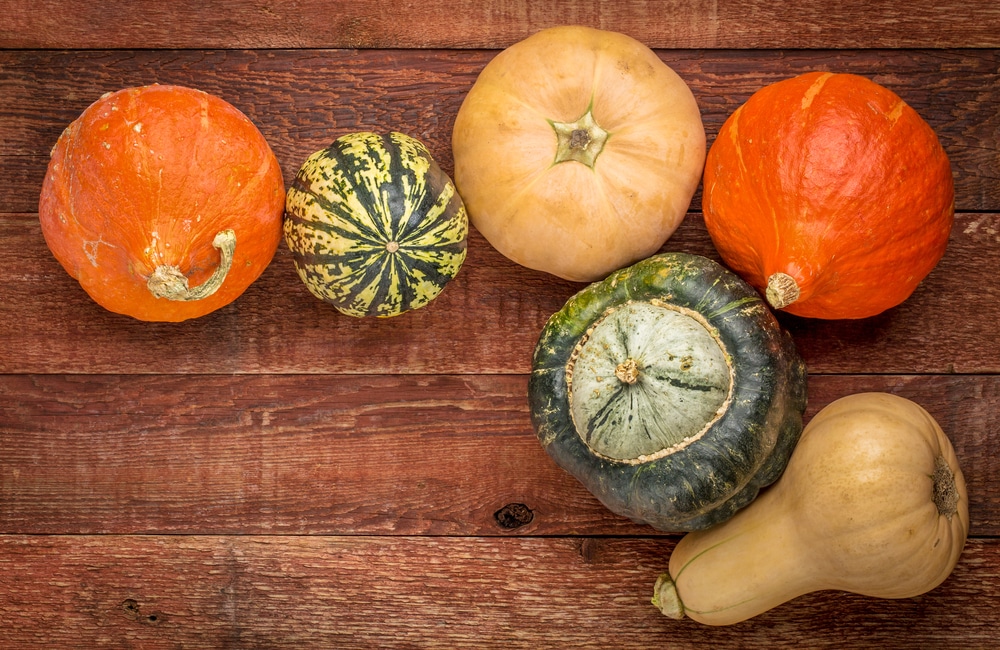 Winter Squash Storage - Everything You Need To Know - Farmer Grows