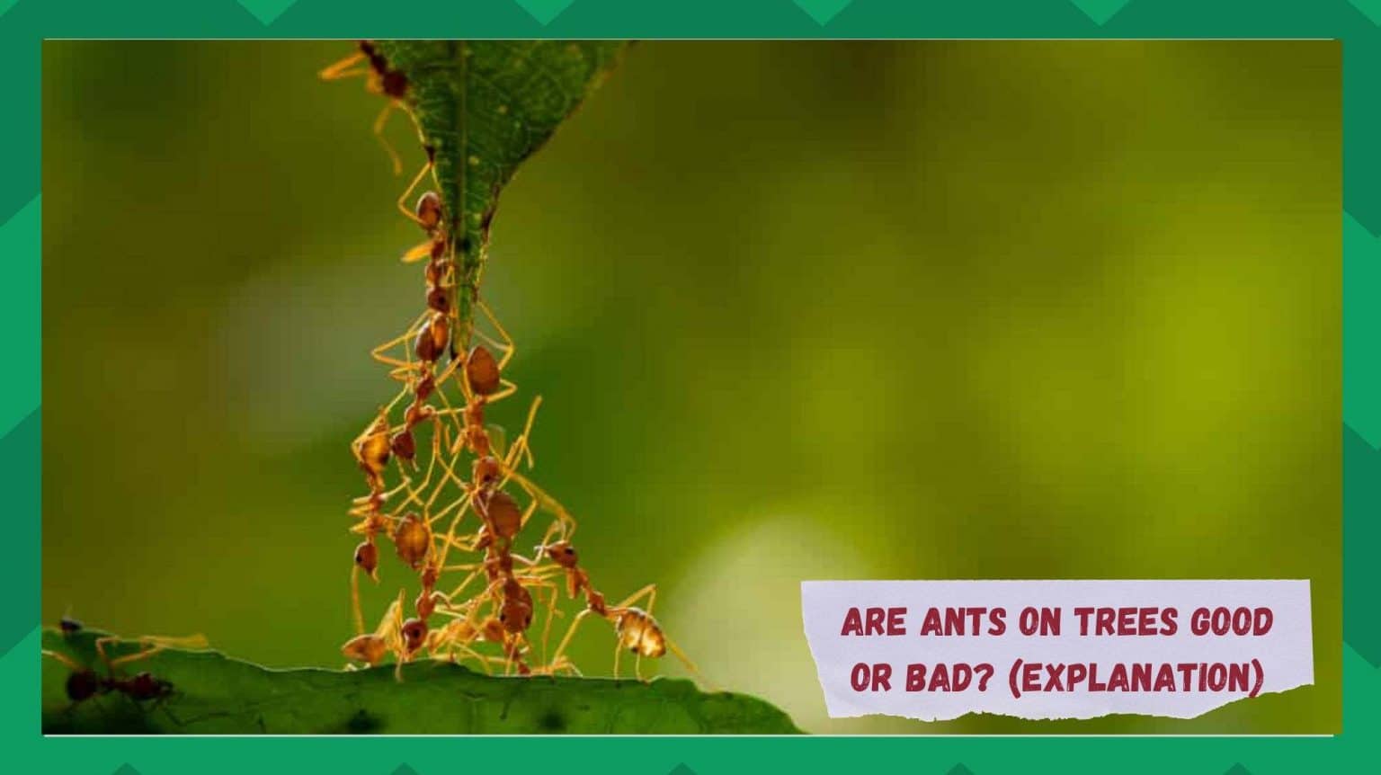 Are Ants On Trees Good Or Bad? (Explanation) - Farmer Grows