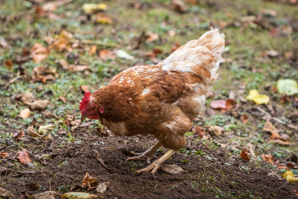 How To Deal With Bugs In Chicken Scratch Farmer Grows How To Deal With Bugs In Chicken Scratch Farmer Grows