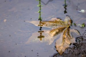 How To Fill in A Pond with Dirt? - Farmer Grows