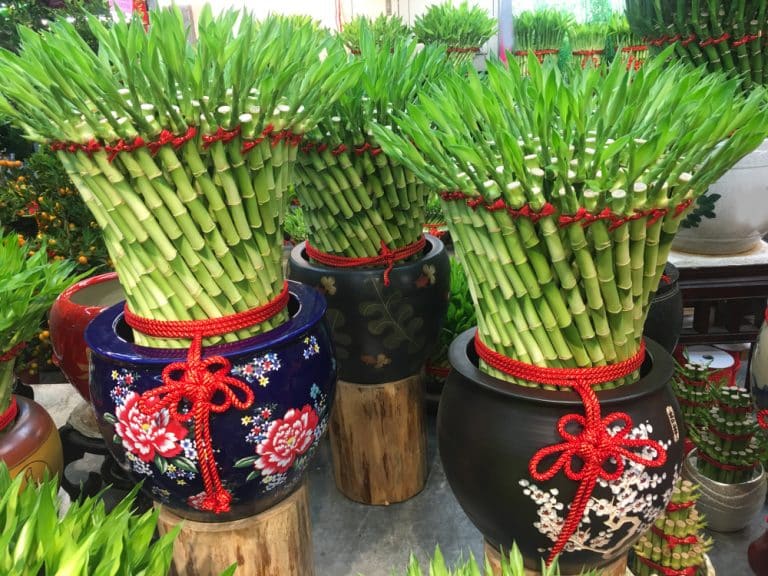 Why Are Lucky Bamboo Roots Orange? - Farmer Grows