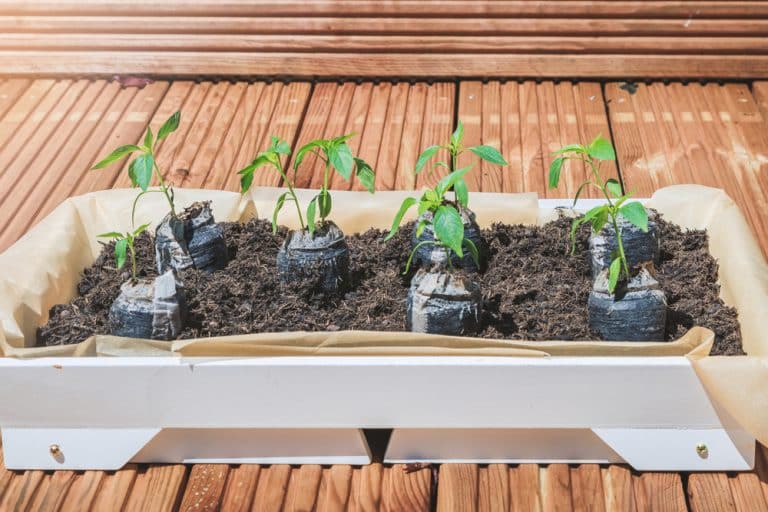 Do Plant Root Growing Boxes Work? (Guide) - Farmer Grows