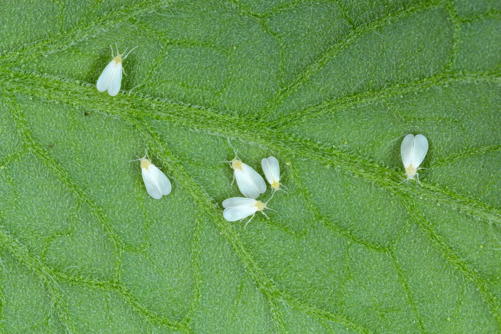 3 Practices To Eliminate White Flies Farmer Grows