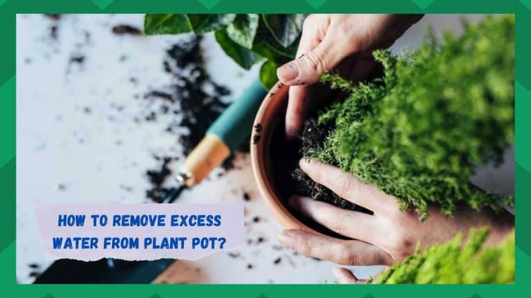 How to Remove Excess Water From Plant Pot? (3 Measures) - Farmer Grows