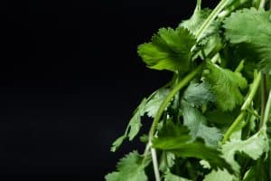 How To Grow Cilantro in Water? (Beginner's Guide) - Farmer Grows
