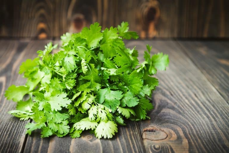 How To Grow Cilantro In Containers? (Made Easy) - Farmer Grows