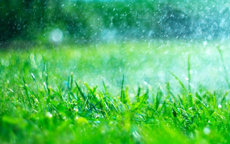 Is Cutting Wet Grass Bad Explained Farmer Grows is-cutting-wet-grass-bad-explained-farmer-grows