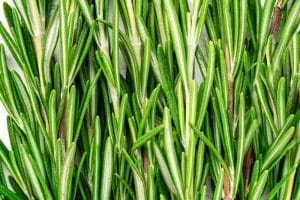 Rosemary Root Rot - 3 Possible Causes - Farmer Grows