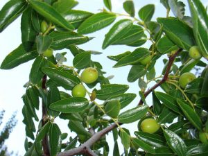 Sugar Cane Jujube vs Li Jujube - How Different Are They? - Farmer Grows