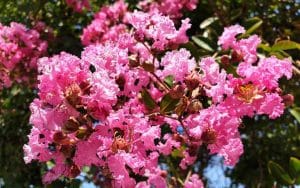 Crape Myrtle Tree vs Bush - What's The Difference? - Farmer Grows