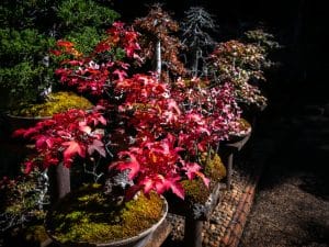 3 Things To Know Before Growing Maple Tree In A Pot - Farmer Grows