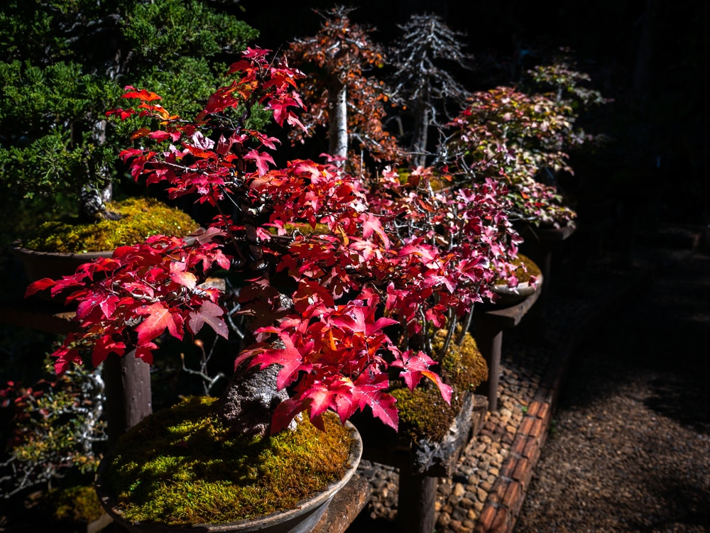 3 Things To Know Before Growing Maple Tree In A Pot - Farmer Grows