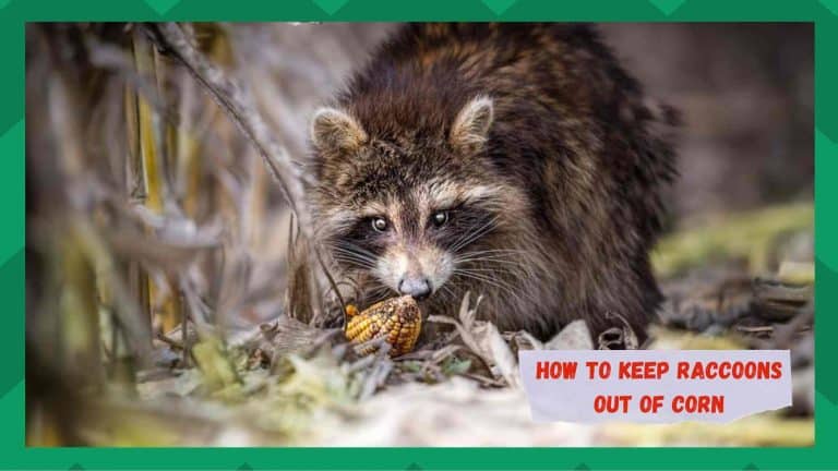 13 Handy Tips To Keep Raccoons Out Of Corn - Farmer Grows