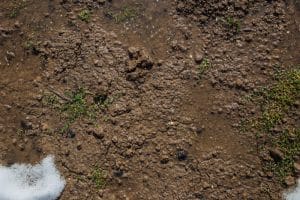 How To Keep Soil Moist In Summer? Try These 5 Methods Now! - Farmer Grows