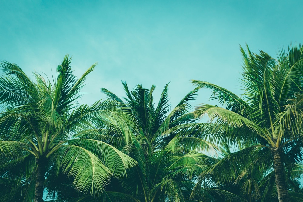 How To Stop A Palm Tree From Growing Taller Try These 5 Tips Farmer How To Stop A Palm Tree From Growing Taller Try These 5 Tips Farmer