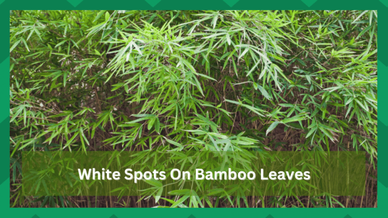 4 Methods To Solve White Spots On Bamboo Leaves - Farmer Grows