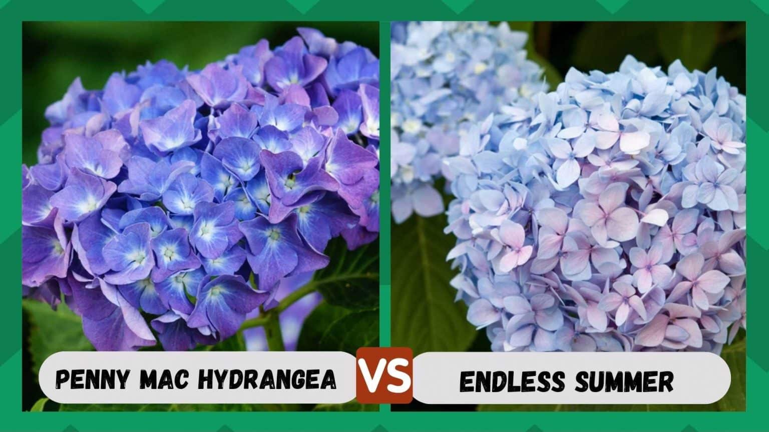 Penny Mac Hydrangea vs Endless Summer - Which To Plant? - Farmer Grows