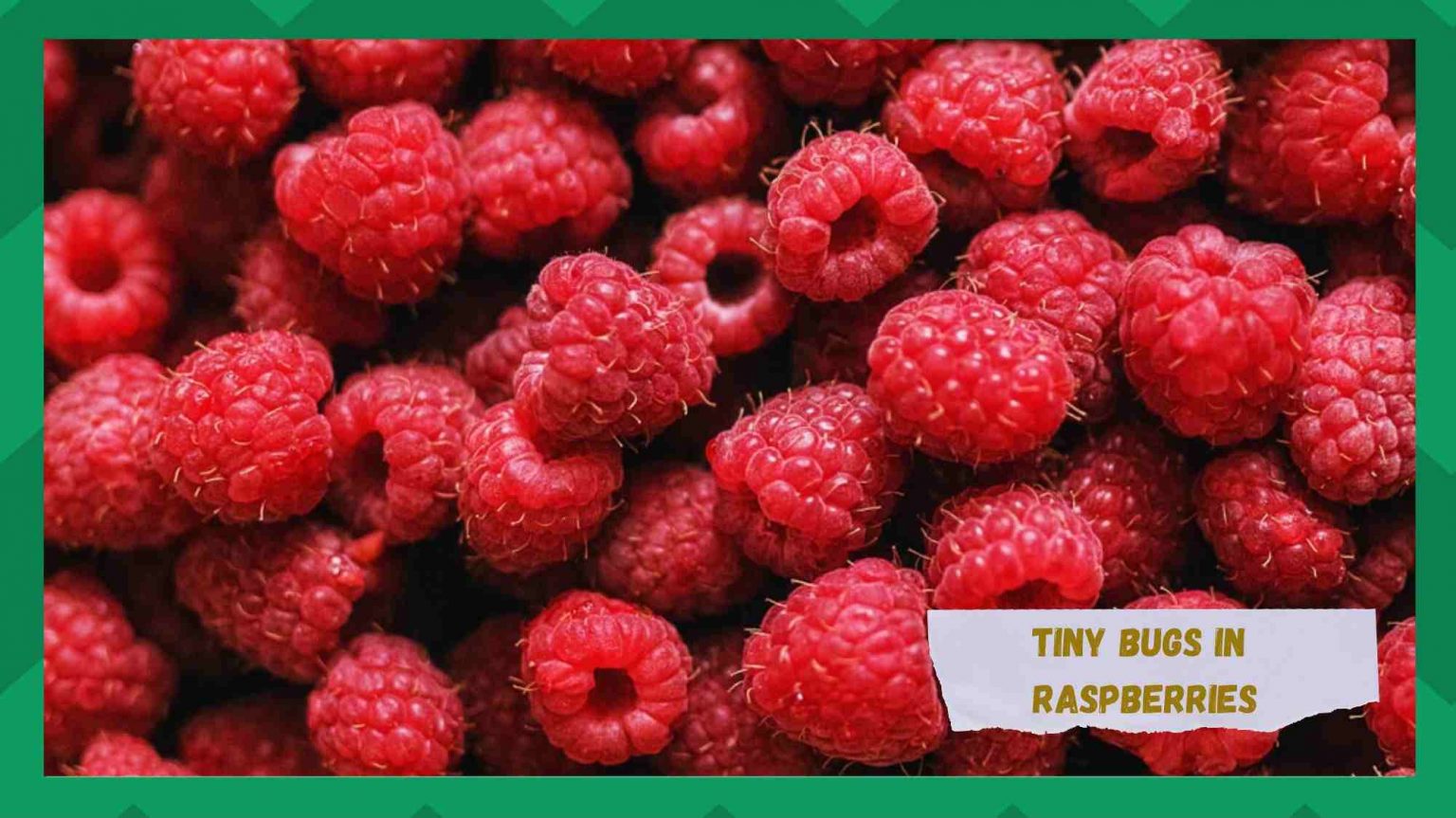 3 Reasons Behind Tiny Bugs In Raspberries - Farmer Grows