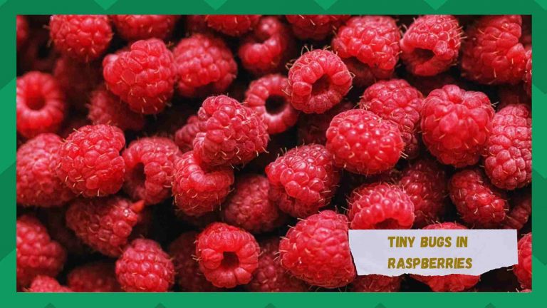 3 Reasons Behind Tiny Bugs In Raspberries - Farmer Grows