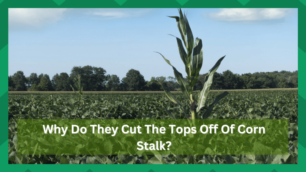Why Do They Cut The Tops Off Of Corn Stalks? (3 Possibilities) - Farmer ...