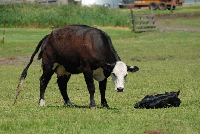 6 Possible Signs Of A Cow Having Twins - Farmer Grows