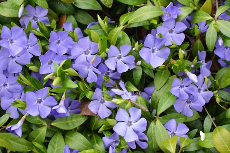 How To Get Rid of Vinca Vine? (Explained) - Farmer Grows