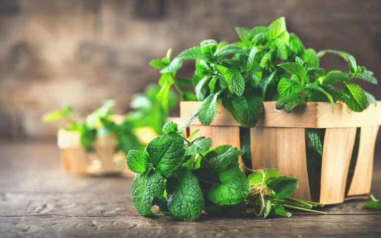 What Are Black Spots On Mint Leaves? (3 Possible Causes) - Farmer Grows