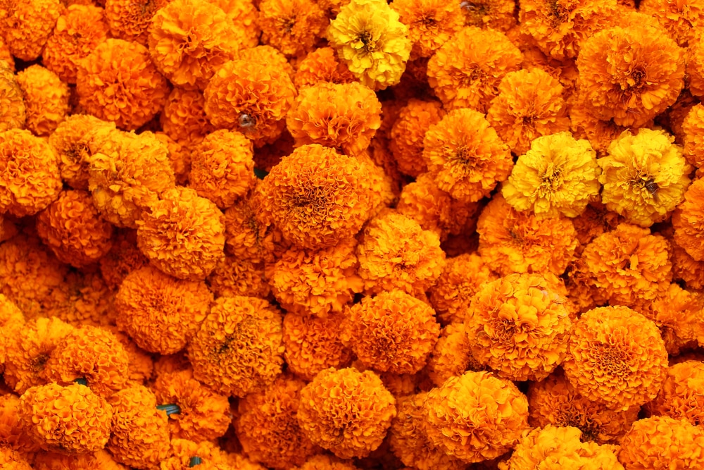 Why Is Marigold Not Getting Enough Sun Farmer Grows