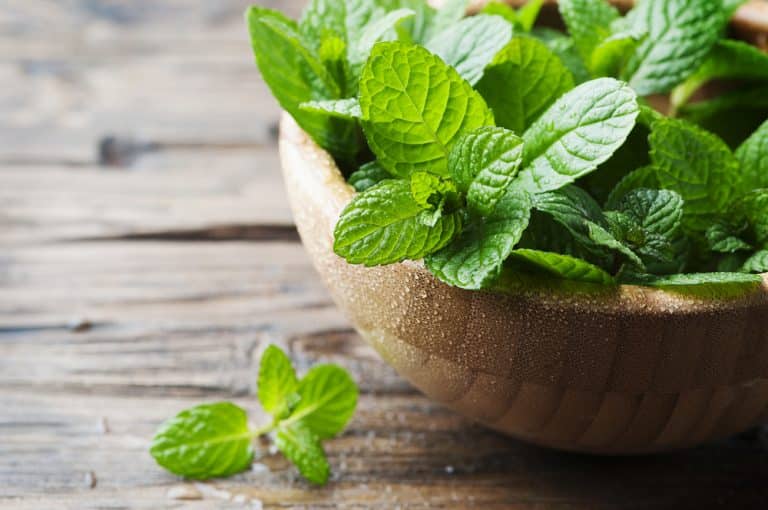Why Is My Mint Plant Dying 3 Reasons Farmer Grows