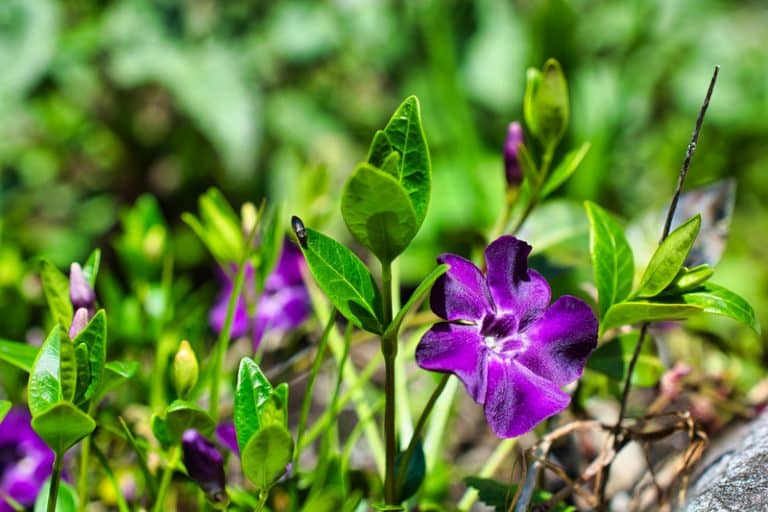 3 Common Vinca Bowles Variety - Farmer Grows